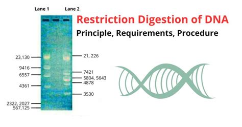 Restriction Digestion Of Dna Principle Requirements Procedure