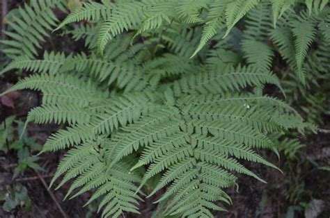 大便排不净总有便意感大便拉不完感觉有余便 大便 有余 感觉 奘灵水苏糖