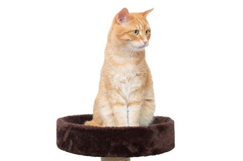 Premium Photo Red Serious Cat Sitting On Scratching Posts