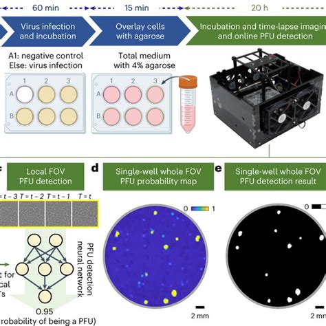 Performance Of The Stain Free Plaque Assay For Samples With Low Virus Download Scientific