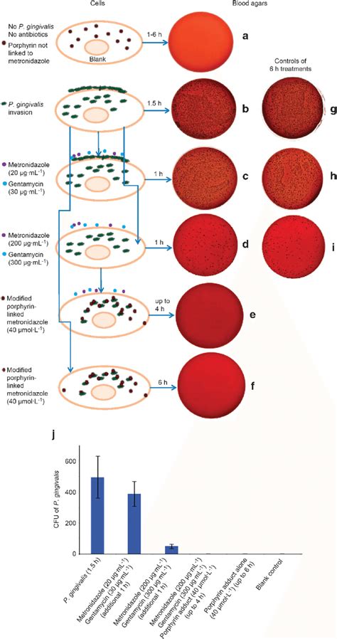 Blood Agar Colonies Cfu Of P Gingivalis That Gave An Indication Of