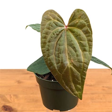 Anthurium Lux X Etsy
