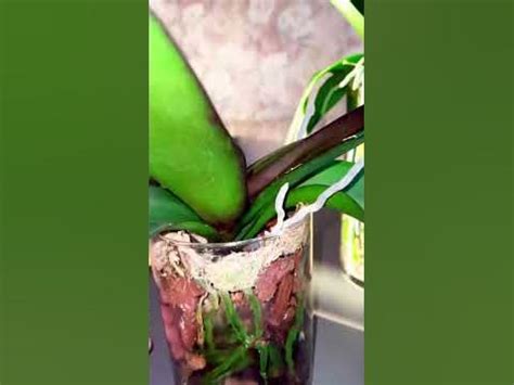 ОРХИДЕИ в ВАЗЕ! ПЫШНОЕ ЦВЕТЕНИЕ! Закрытая система. - YouTube