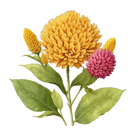 Refined Celosia Aurea Golden Cockscomb Old Engraved Vector Flower Premium Ai Generated Vector