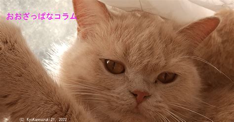 ふと気づくと、名経営者 西和彦氏が破産していた。｜kyokannazuki21