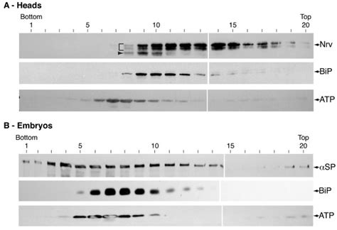 Immunoblot Analysis Of Samples Fractionated On 10 30 Optiprep Density