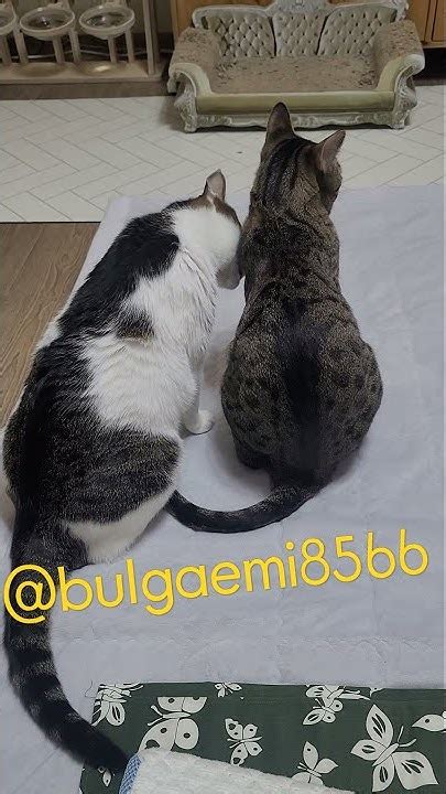 고야이 그루밍사이좋은 감자리호네 Youtube