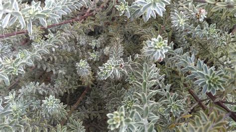 Basic Pruning Tip 6 Westringia Fruticosa Smokey Variegated