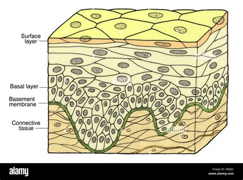 What Type Of Tissue Is Squamous Epithelial At Jenenge Blog