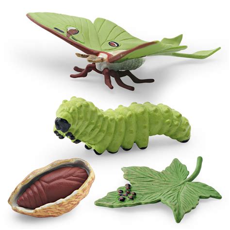 Pvc 4 Captivating Piece Luna Moth Life Cycle Model Set Educational For