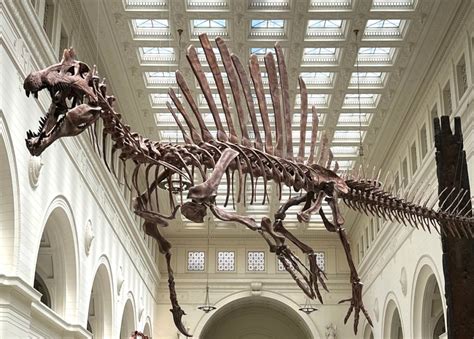 Dinosaur Fossil Museum New Dinosaur Fossil Discovered In Egyptian