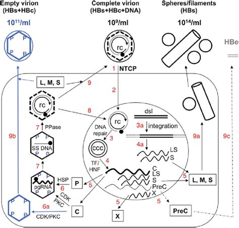 2 Hbv Life Cycle The Replication Cycle Of Hbv Is Depicted Download Scientific Diagram