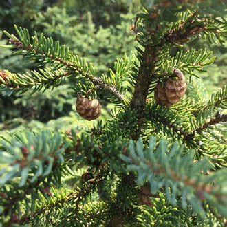 Black Spruce Picea Mariana