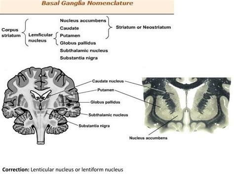 Ppt Telencephalon Powerpoint Presentation Free Download Id6008888