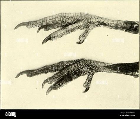 Secretary Bird Feet