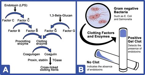 Bacterial Endotoxin Test Gel Clot Method At Imelda Metzger Blog