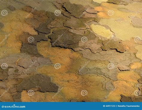 Platan Platan Bark Stock Image Image Of Crusty Green 4491123