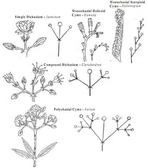 Types Of Cymose Inflorescence Homework Help Assignment Help Cymose Inflorescence