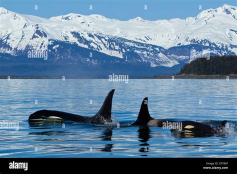 Orca Orcinus Orca Pod Surface Banque De Photographies Et Dimages à