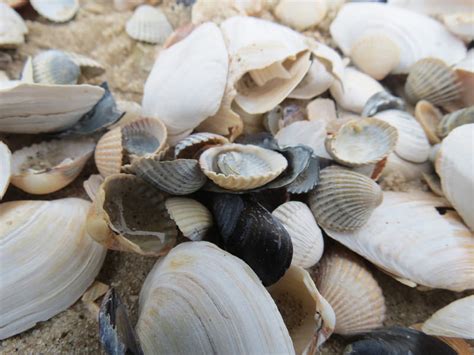 Ocean Acidification Ap Environmental Science