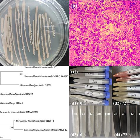 Characterization And Identification Of Fda 1 Colony Morphology A