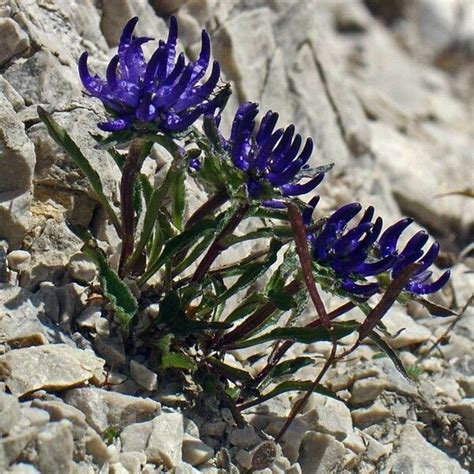 Halbkugelige Teufelskralle Phyteuma Hemisphaericum Plant Care And How
