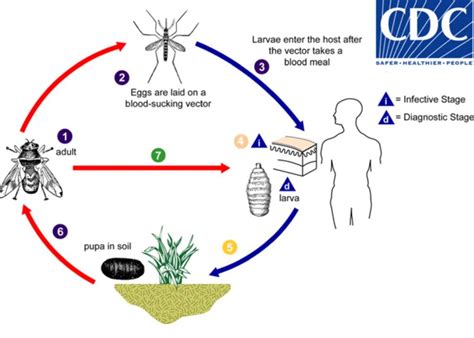 Screwworm The Flesh Eating Menace Threatening Global Livestock