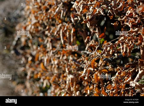 Hornbeam Hedge Carpinus Betulus With Dried Leaves In Winter Stock