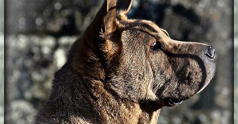 Guard Imgur Guard Imgur