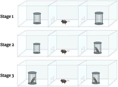 A Graphical Description Of The 3 Chamber Sociability Test The Test