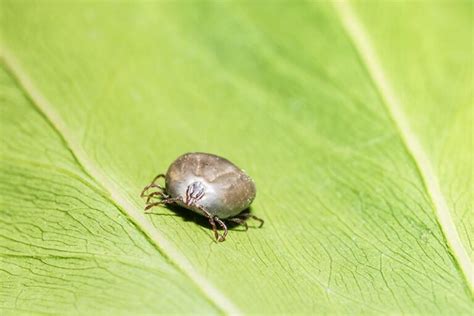 3 Types Of Ticks In Wisconsin With Pictures Home Grail