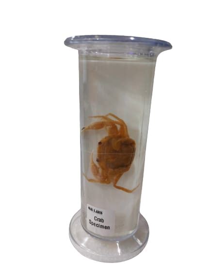 Specimen Crab Scientific Kart
