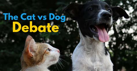 Cats Vs Dogs Choosing Your Perfect Pet Companion Uk Pets