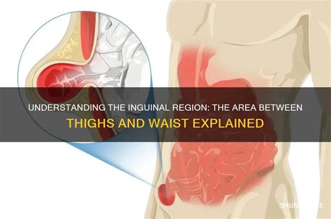 Understanding The Inguinal Region The Area Between Thighs And Waist