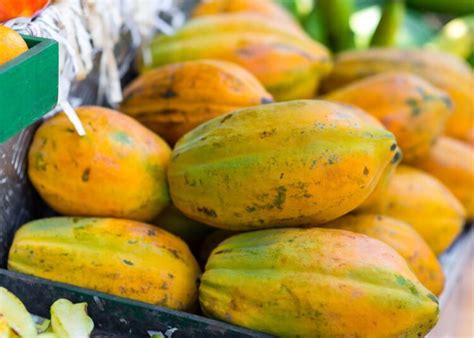 Arquivo De Cultivo De Mamão Correio Braziliense Radar