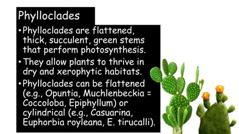 Root And Stem Morphology Exploring Modifications And Key Concepts
