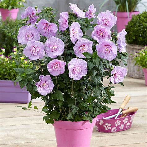 Hibiscus Pink Chiffon Hibiscus Syriacus Pink Chiffon