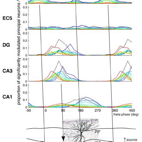 Temporal Relationship Between Layerregion Specific Firing Patterns And Download Scientific