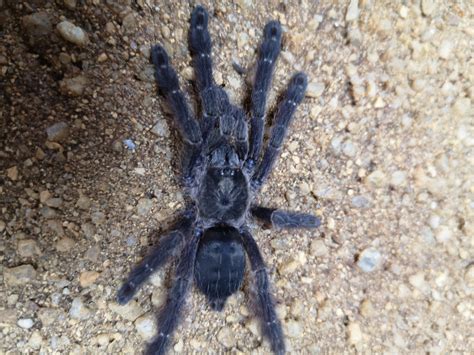 Tapinauchenius Cupreus 6 7cm Violet Tree Spider