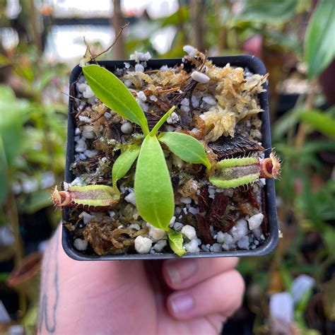 Nepenthes Naga Seed Grown Car 0460 Carnivero