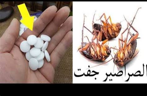 اقوى من المبيد طريقة القضاء على الصراصير والنمل والحشرات الطائرة هيختفوا تماماً ثقفني
