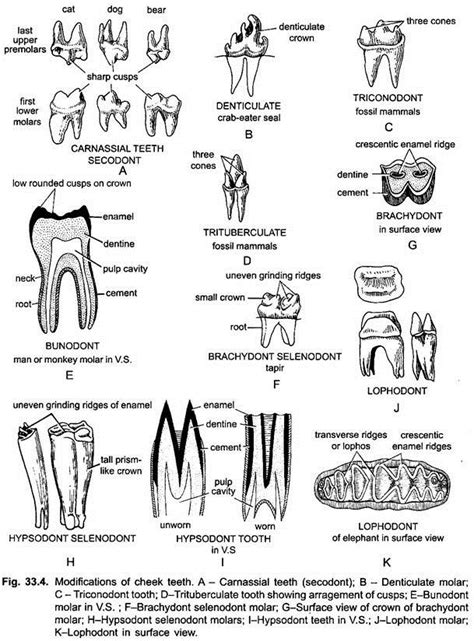 Animal Teeth Identification