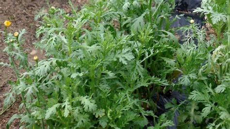 쑥갓 재배 하기 Jeonju Korea Youtube