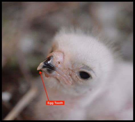 Egg Tooth Pipped Egg Clinical Avian Pathology Services
