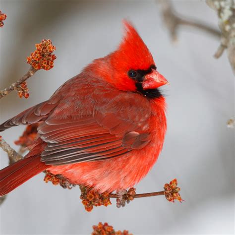 Night Lights Lighting Red Bird Bird Series Cardinal Birds Snow Night