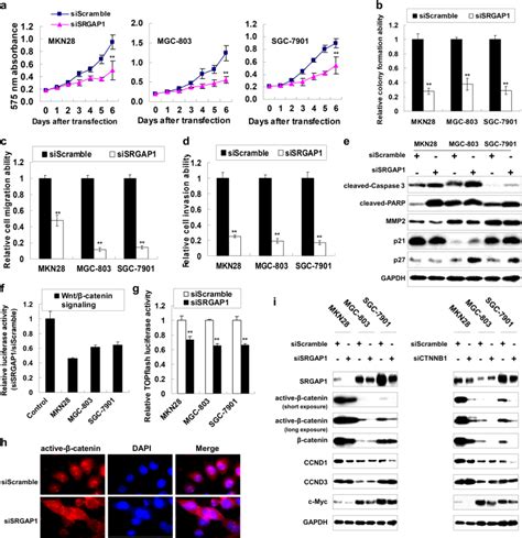 Srgap1 A Crucial Target Of Mir 340 And Mir 124 Functions As A Potential Oncogene In Gastric