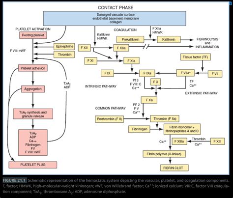 Coagulation Diagram Quizlet