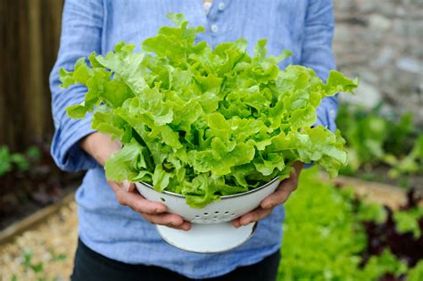 A Beginner Guide To Planting And Harvesting Lettuce Simple Guide