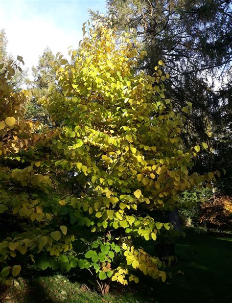 Styrax Obassia Trees And Shrubs Online