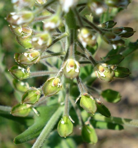 Lepidium Campestre Wikipedia